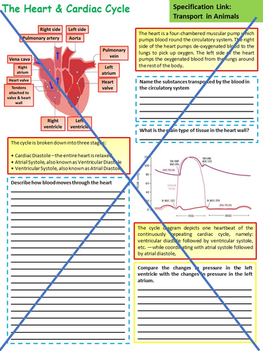 A Level Biology: Transport in Animals Workbook | Teaching Resources