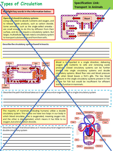 A Level Biology: Transport in Animals Workbook | Teaching Resources