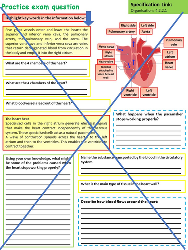 A Level Biology: Transport in Animals Workbook | Teaching Resources