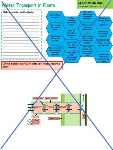 A Level Biology: Transport in Plants Workbook | Teaching Resources