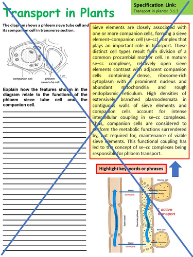 A Level Biology: Transport in Plants Workbook | Teaching Resources