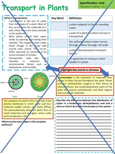 A Level Biology: Transport in Plants Workbook | Teaching Resources