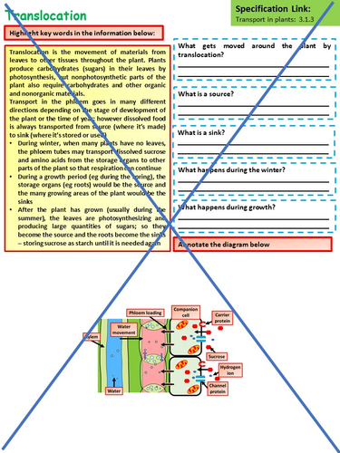 A Level Biology: Transport in Plants Workbook | Teaching Resources