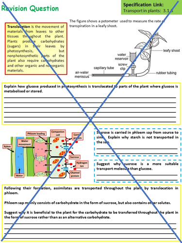 A Level Biology: Transport in Plants Workbook | Teaching Resources