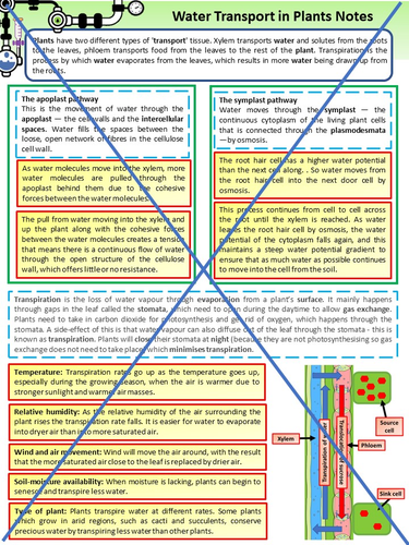 A Level Biology: Transport in Plants Workbook | Teaching Resources