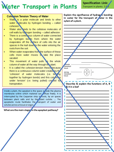 A Level Biology: Transport in Plants Workbook | Teaching Resources