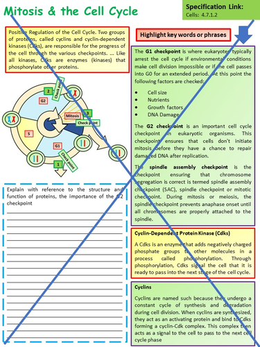 A Level Biology: Cell Division Workbook | Teaching Resources