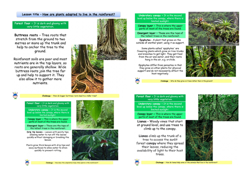 KS3 Geography - Why are the rainforests so important? - scheme of work ...
