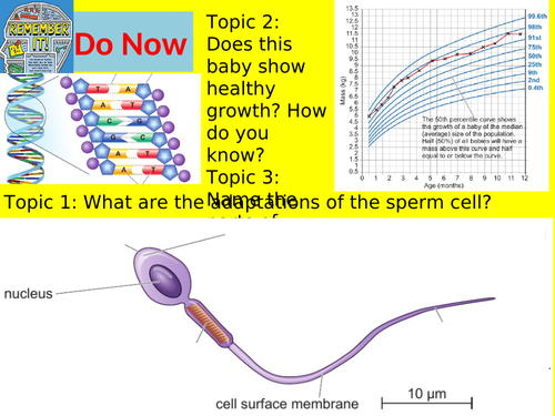 Edexcel CB3 SB3 Alleles Complete Lesson - GCSE Biology/ Combined ...