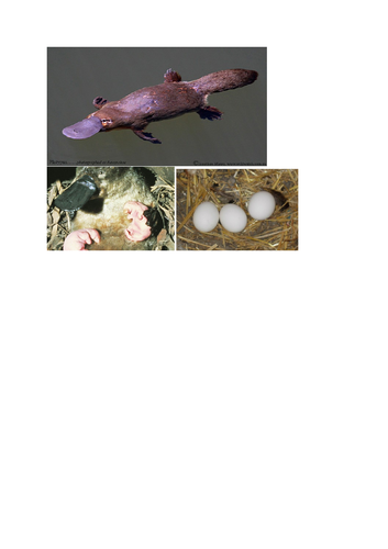 Year 6 Living Things Science | Teaching Resources