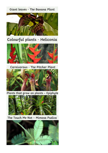 Year 6 Living Things Science | Teaching Resources