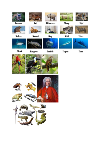 Year 6 Living Things Science | Teaching Resources