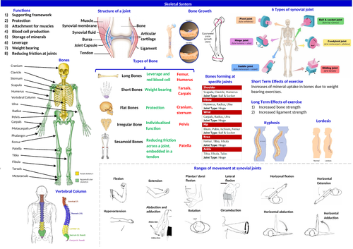 BTEC Sport - Unit 1 LAA Skeletal System learning mat | Teaching Resources