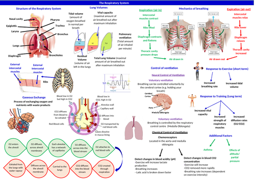 BTEC Sport Unit 1 - Respiratory System Learning Mat | Teaching Resources