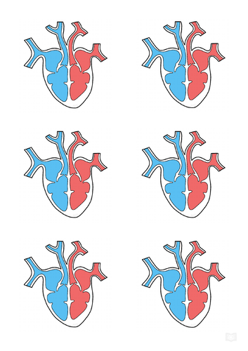 GCSE Biology | The Heart Handout | Teaching Resources