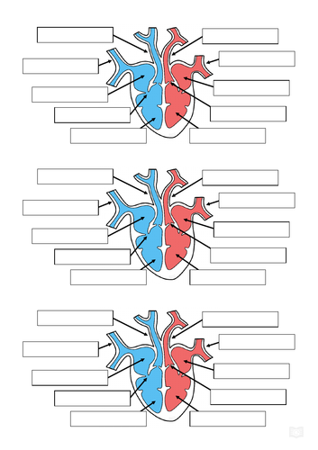 GCSE Biology | The Heart Handout | Teaching Resources