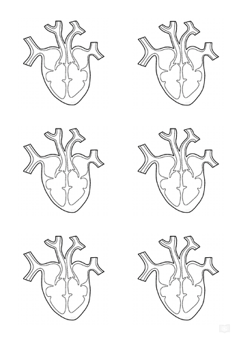 GCSE Biology | The Heart Handout | Teaching Resources