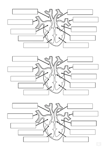 GCSE Biology | The Heart Handout | Teaching Resources