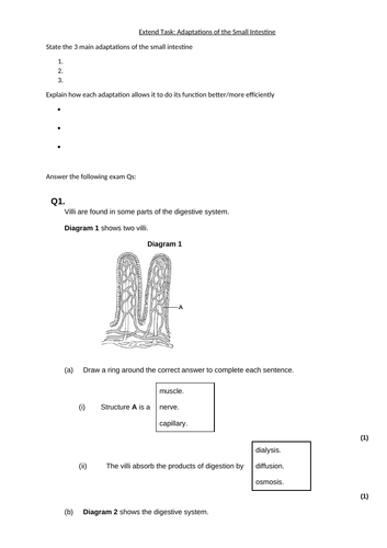 AQA GCSE Biology B3.02 The Human Digestive System | Teaching Resources