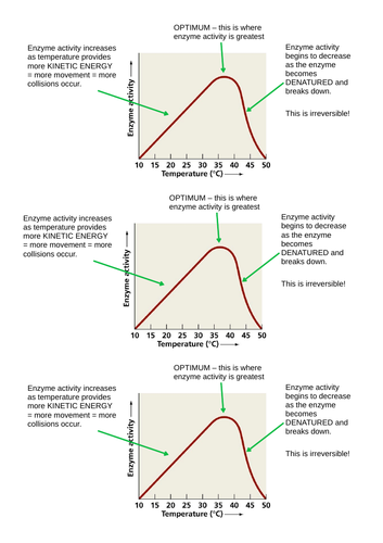 AQA GCSE Biology B3.04 Catalysts and Enzymes | Teaching Resources