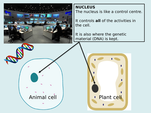 Year 7 Science - Cells - L2. Animal and Plant Cells - Activate Book 1 ...
