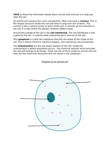 Year 7 Science - Cells - L2. Animal and Plant Cells - Activate Book 1 ...