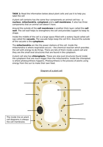 Year 7 Science - Cells - L2. Animal and Plant Cells - Activate Book 1 ...