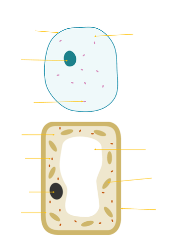 Year 7 Science - Cells - L2. Animal and Plant Cells - Activate Book 1 ...