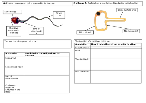 Year 7 Science - Cells - L3.Specialised Cells - Activate Book 1 ...