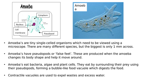 Year 7 Science - Cells - L5. Unicellular Organisms - Activate 1 ...