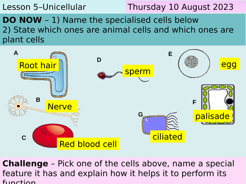 Year 7 Science - Cells - L5. Unicellular Organisms - Activate 1 ...