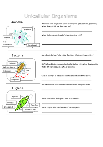 Year 7 Science - Cells - L5. Unicellular Organisms - Activate 1 ...