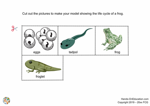 KS1 Amphibians Bundle | Hands-On Education | Teaching Resources