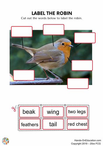 KS1 Birds Bundle | Hands-On Education | Teaching Resources