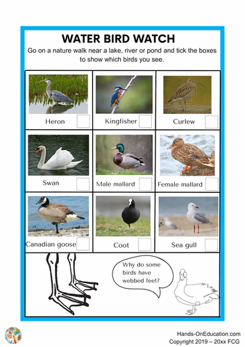 KS1 Birds Bundle | Hands-On Education | Teaching Resources