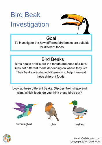 KS1 Birds Bundle | Hands-On Education | Teaching Resources