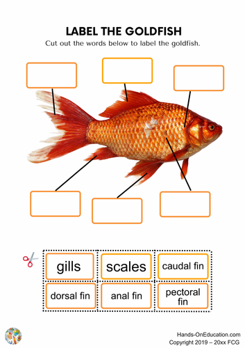KS1 Fish Bundle | Hands-On Education | Teaching Resources
