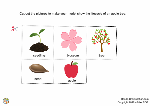 KS1 How Plants Grow Bundle | Hands-On Education | Teaching Resources