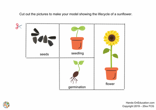 KS1 How Plants Grow Bundle | Hands-On Education | Teaching Resources