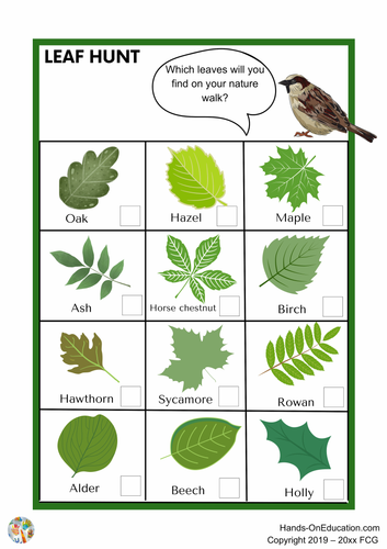 KS1 Plants Around Us Bundle | Hands-On Education | Teaching Resources