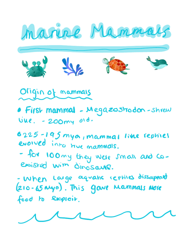Marine Mammals Intro | Teaching Resources