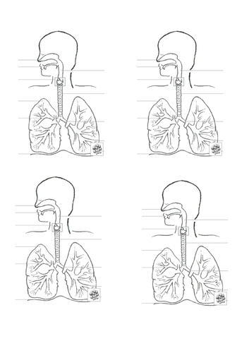 Lesson 2: The Respiratory System & Cilia (WJEC 1.2 - Respiration & The ...