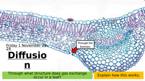AQA Transport Across Cell Membranes - BUNDLE | Teaching Resources