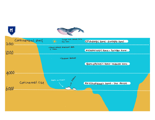Ocean Zones Marine Biology | Teaching Resources