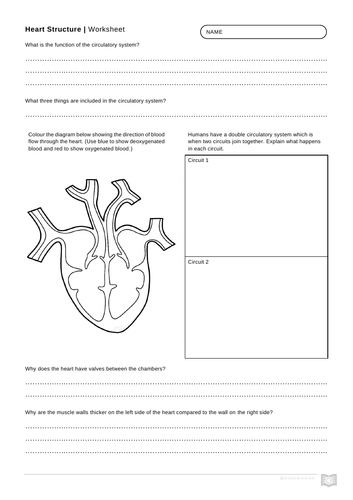 GCSE Biology | The Heart Lesson | Teaching Resources