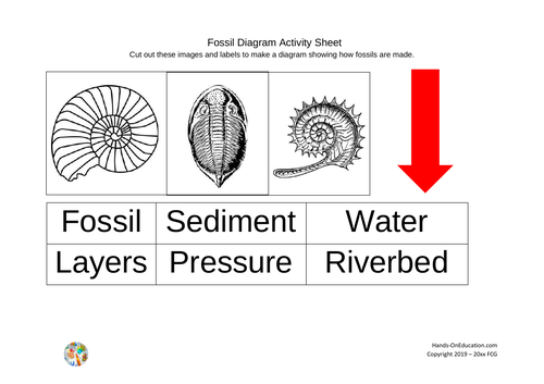 Ks2 Fossils Bundle Hands On Education Teaching Resources