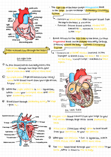 Alevel AQA Biology A* Heart notes | Teaching Resources