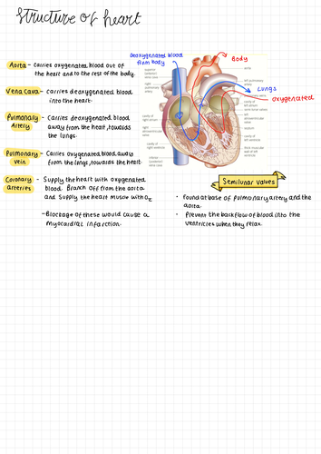 Alevel AQA Biology A* Heart notes | Teaching Resources