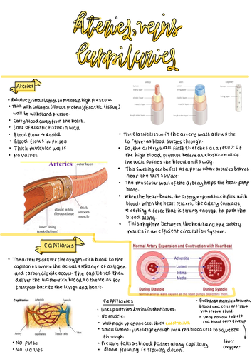 Alevel AQA Biology A* Heart notes | Teaching Resources