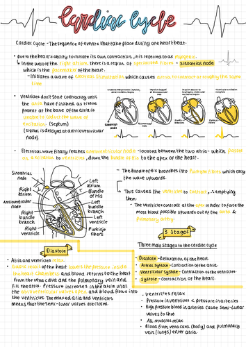 Alevel AQA Biology A* Heart notes | Teaching Resources